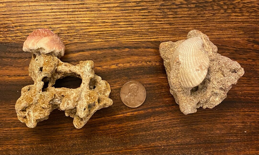 Two Shells an Ark and a Jewelbox Enbedded in Rock - Etsy