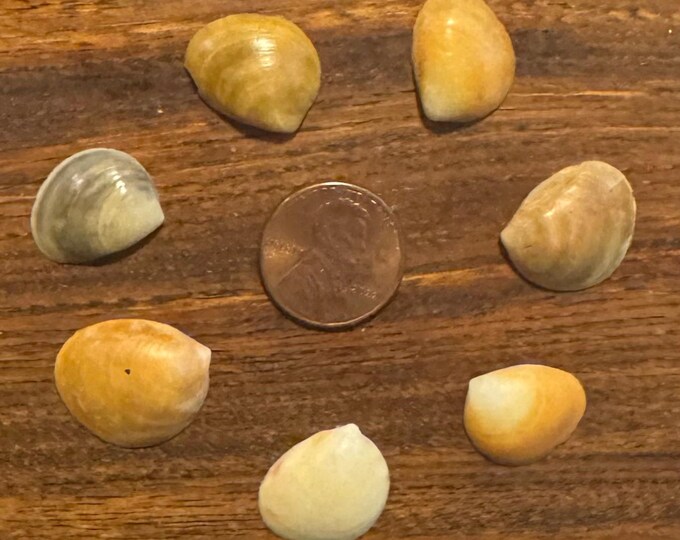 Seven Rare Painted Egg Cockle Shells - Etsy