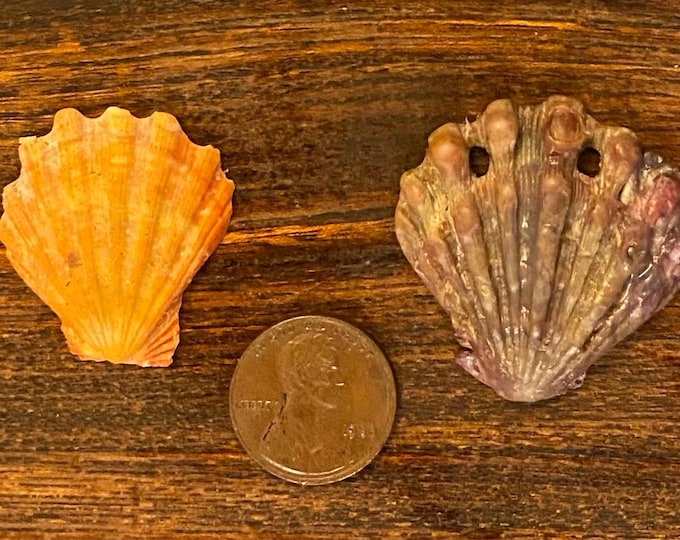 Two Small Lion's Paw Shells - Etsy