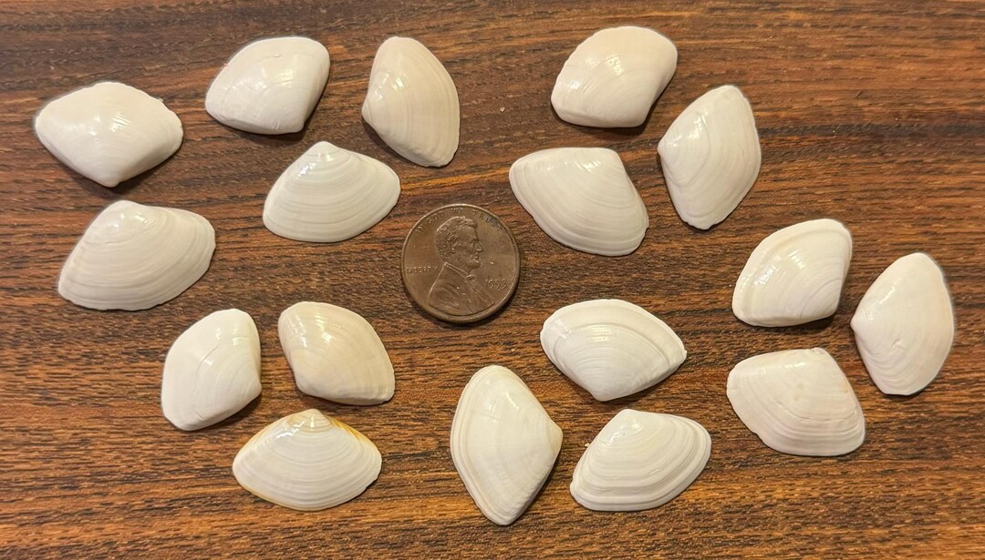 17 Small White Surf Shells - Etsy