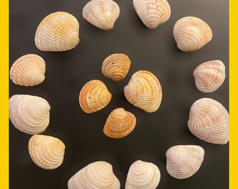 6 Pounds Cross-barred Venus Clam Lot / Florida Sea Shells - Etsy