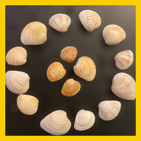 Imperial Venus Shells - Etsy