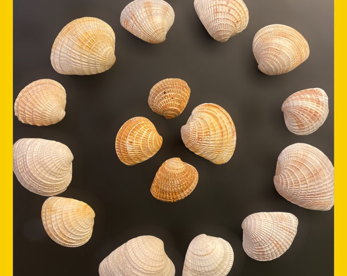 17 Cross-barred Venus Shells - Etsy