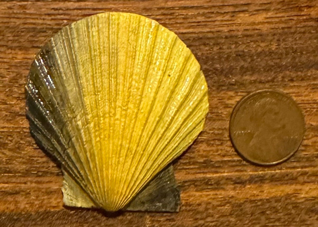 Gold & Black Scallop Shell - Etsy