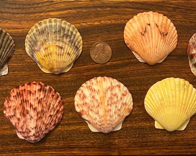 Seven Select Large Scallop Shells - Etsy