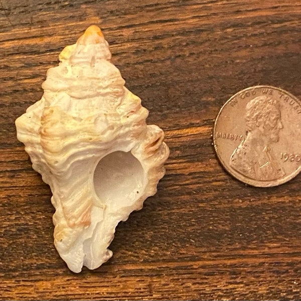 Murex Shell - Etsy
