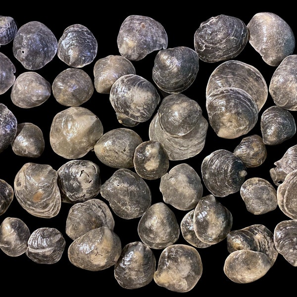 Jingle Shells - Etsy