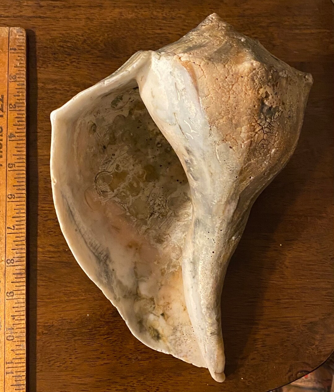 Giant Black-stained Lightning Whelk - Etsy