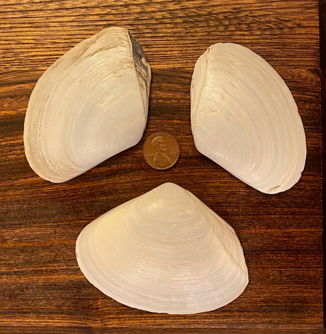 Three Rare Giant White Fragile Surf Shells - Etsy
