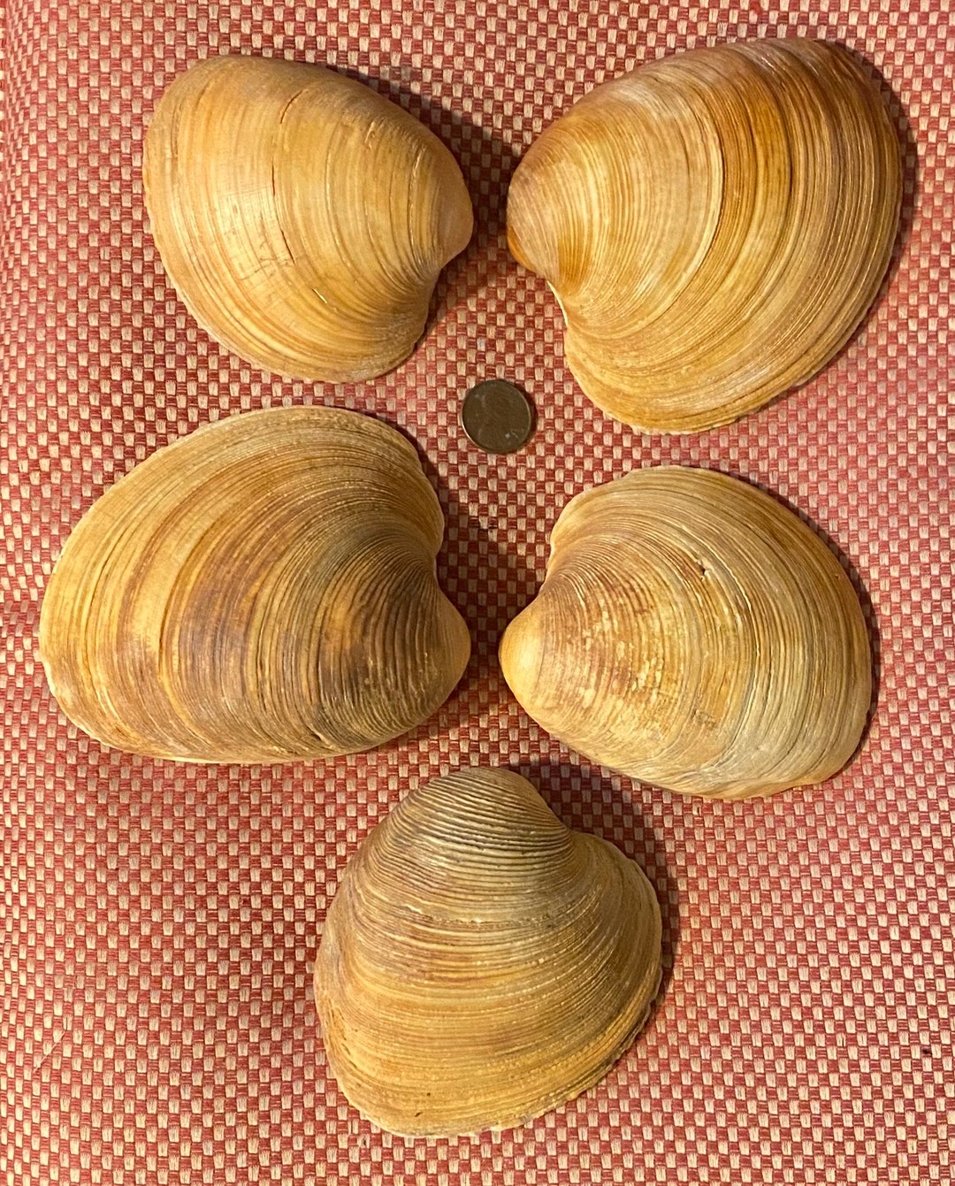 Five Large Gold Quahog Shells - Etsy