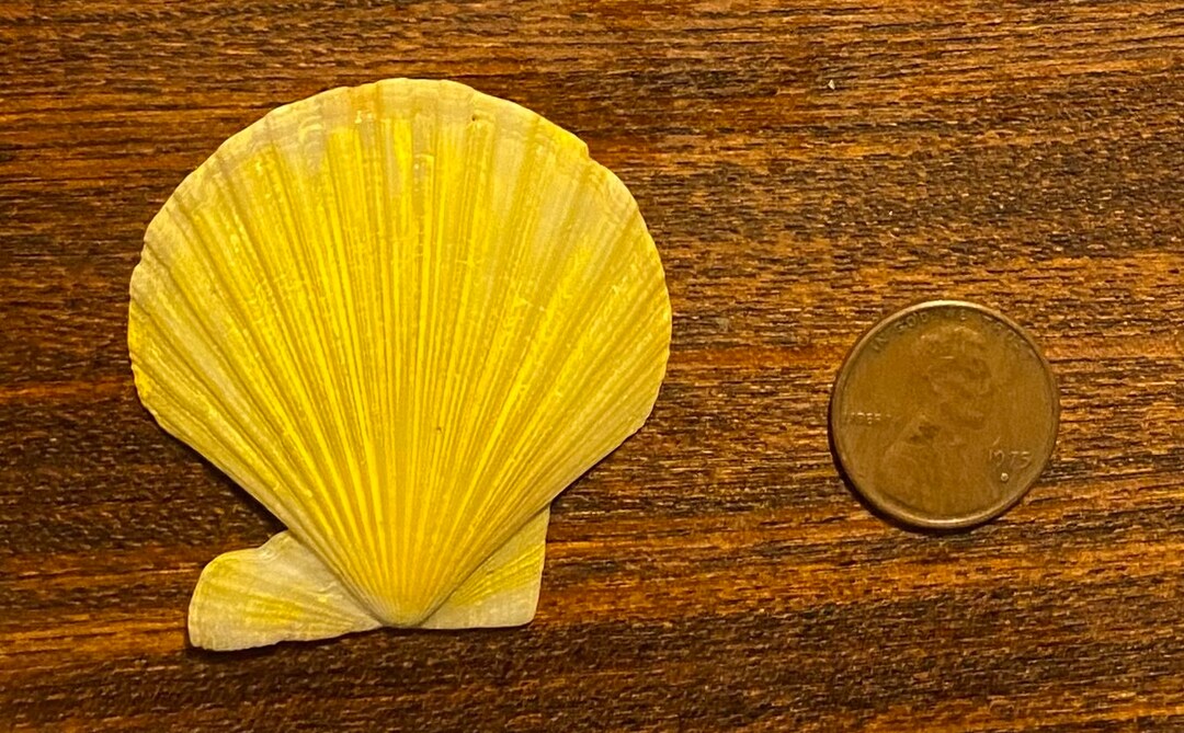 Rare Yellow Jumbo Scallop Shell - Etsy