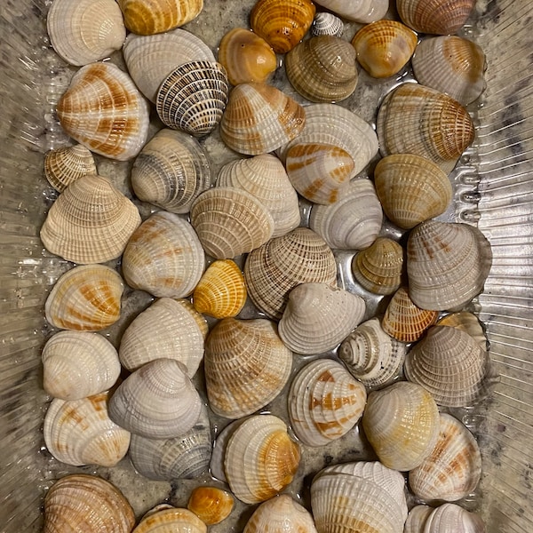 Imperial Venus Shells - Etsy