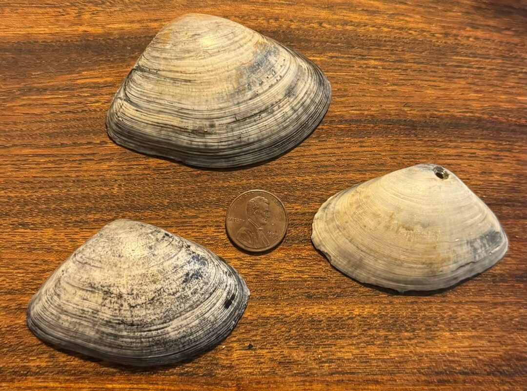 Three Rare Black-stained Giant Coquina Shells - Etsy