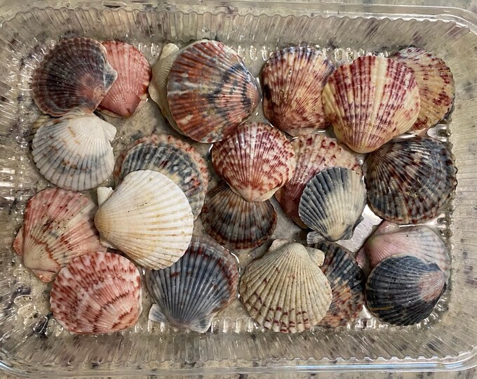 Potpourri of 29 Large Scallop Shells - Etsy