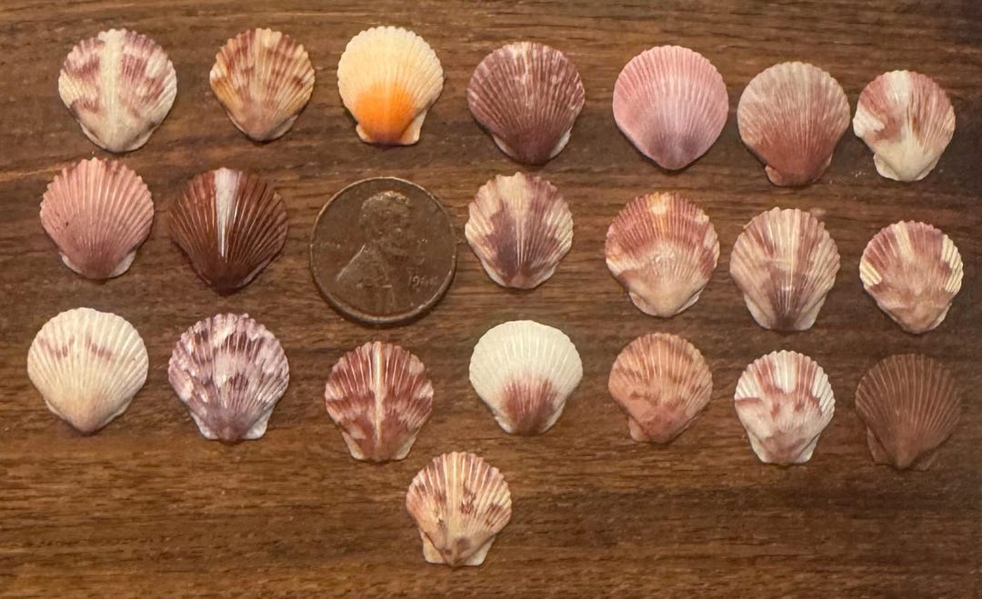 21 Med-small Micro Scallop Shells - Etsy