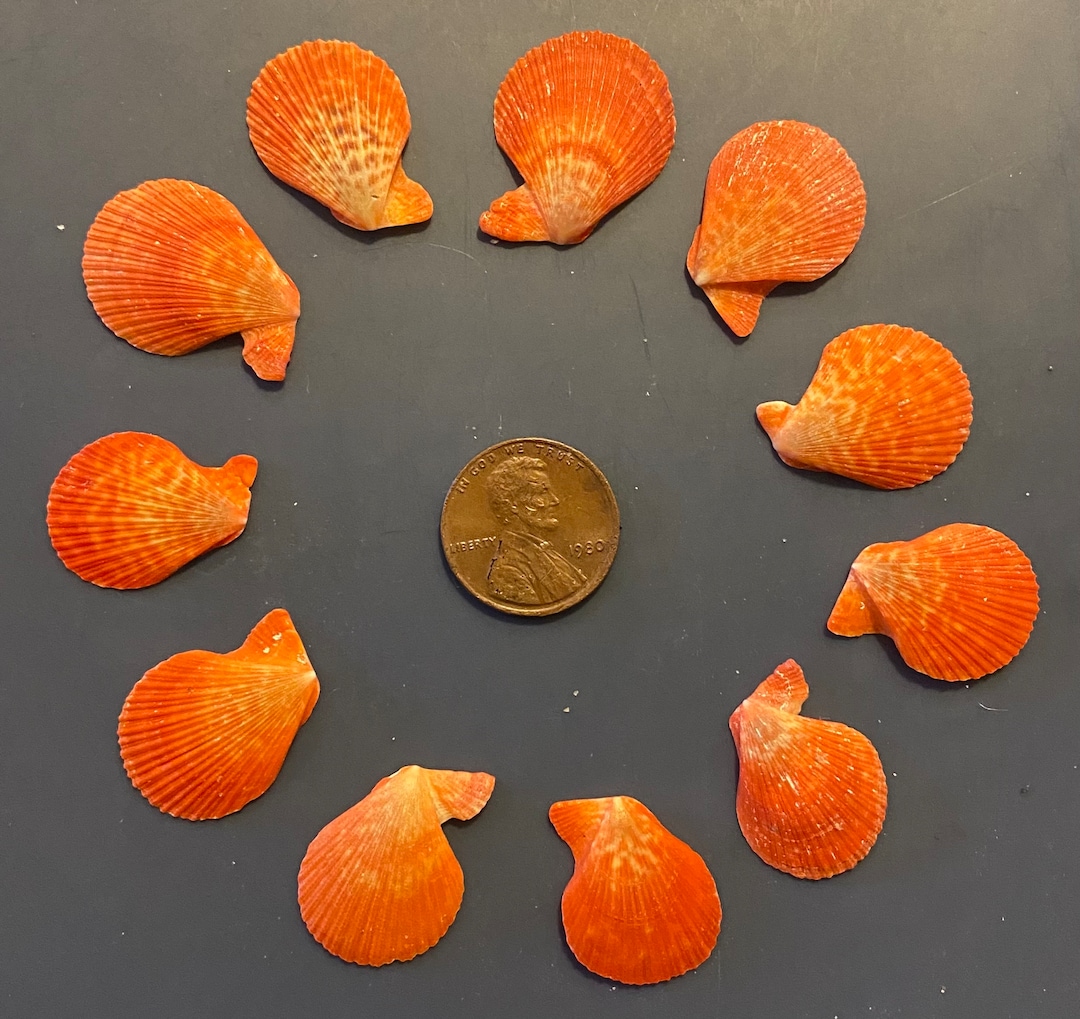 Eleven Small Orange S. Scallop Shells - Etsy