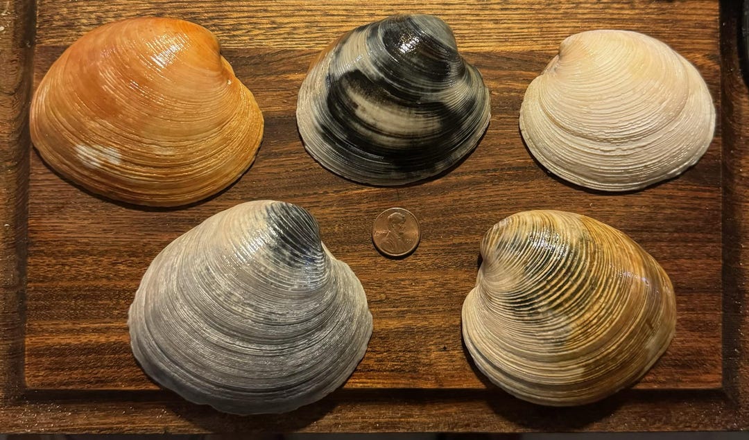 5 Excellent Medium-large Quahog Shells - Etsy