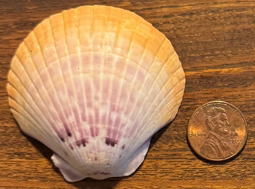 Excellent Large Round-rib Scallop Shell - Etsy