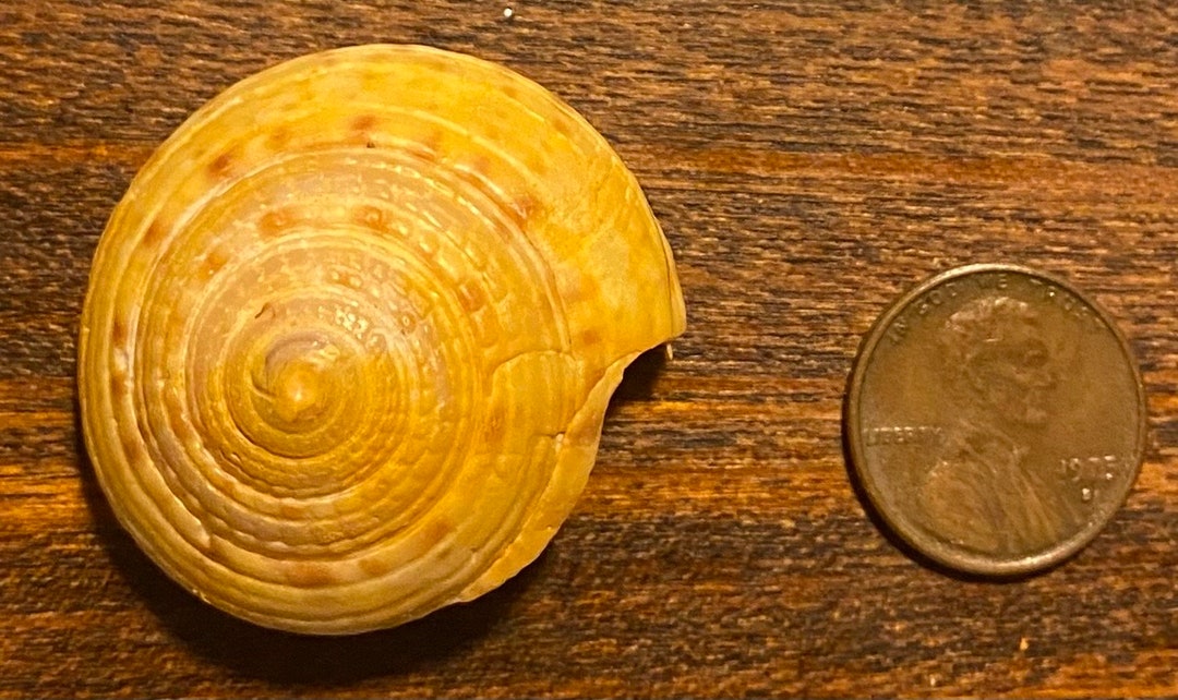 An Orange Sundial Shell - Etsy