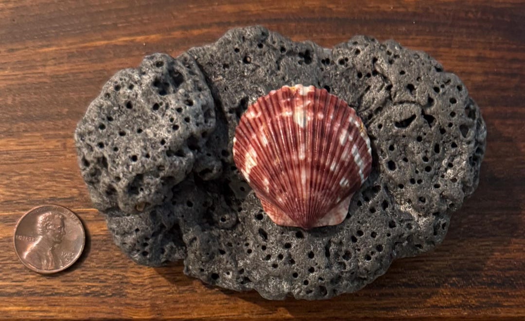 Black Volcanic Basalt Rock With or Without Scallop - Etsy