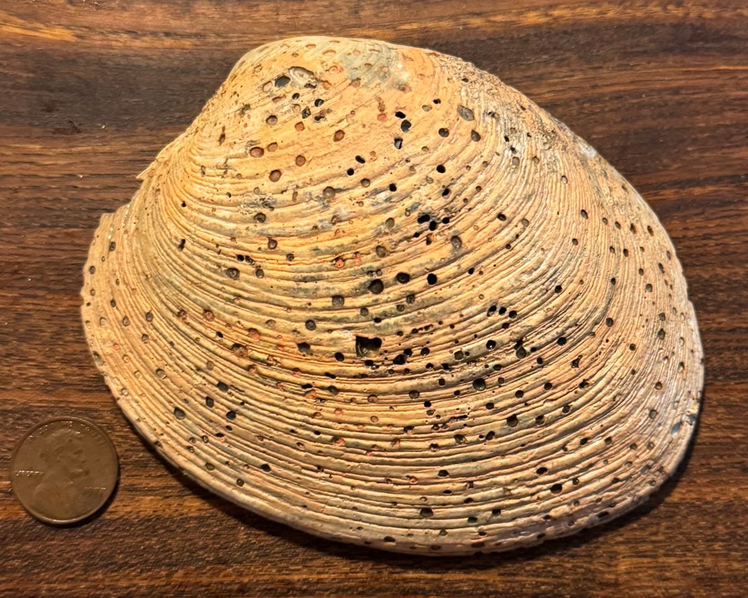 A Large Antique Quahog Shell - Etsy