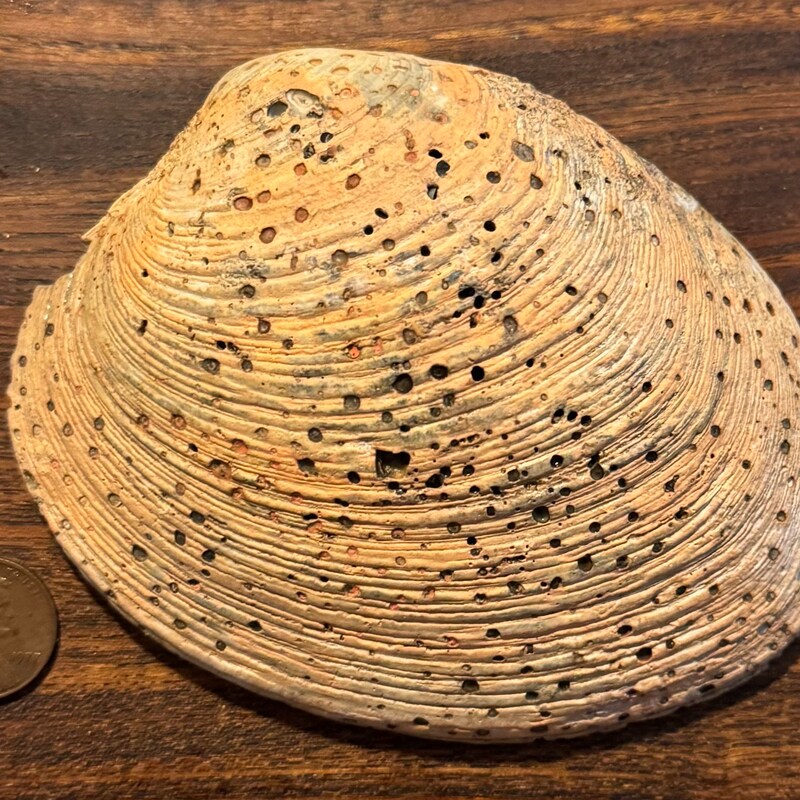 Quahog Shell - Etsy