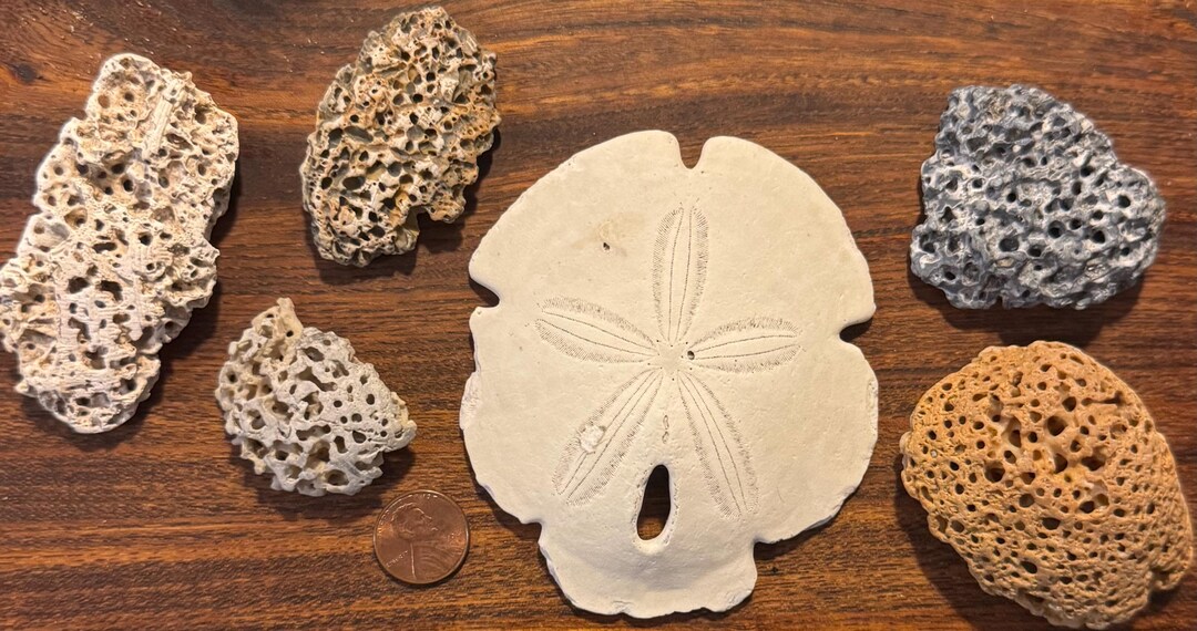 Five Holey Ocean Shells and a Sand Dollar - Etsy