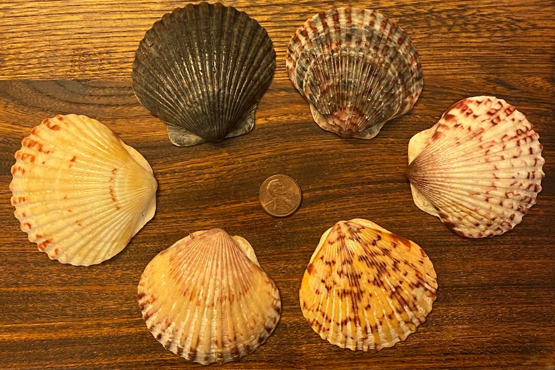 Six Jumbo Scallop Shells - Etsy