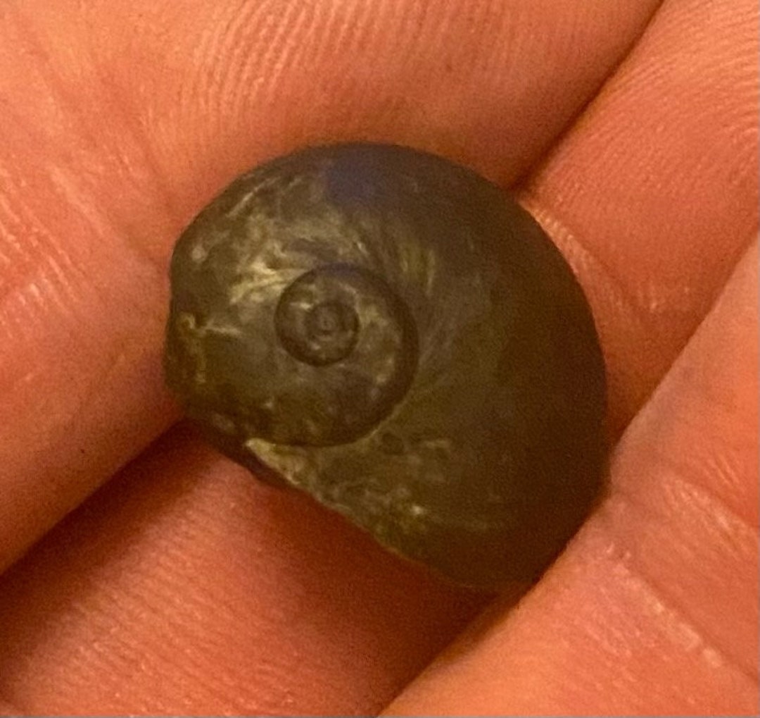 Million-year-old Black Shark Eye Shell - Etsy
