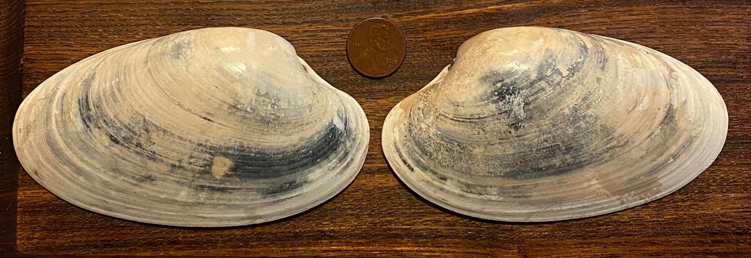 A Set (both Halves) of Large Archaic Sunray Venus Shells - Etsy