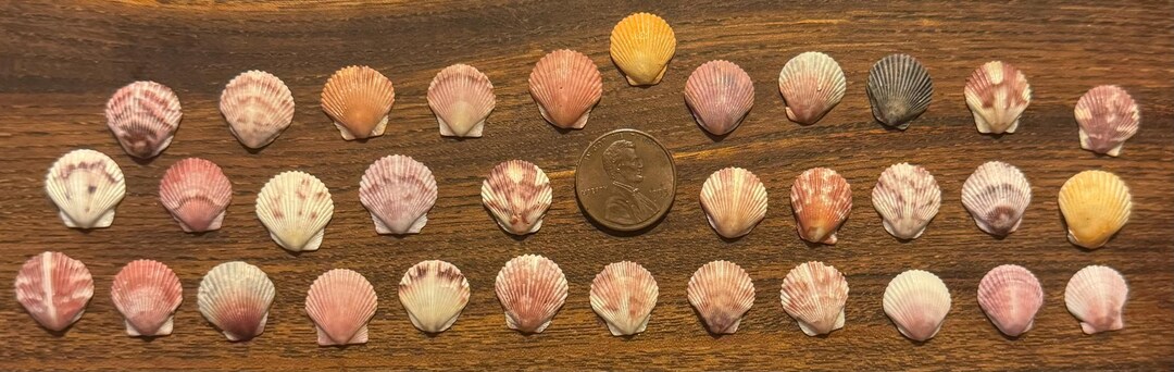 31 Select Micro Scallop Shells - Etsy