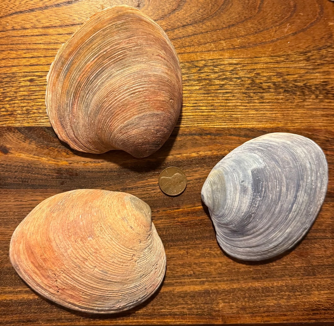 Three Large Select Fossil Quahog Shells - Etsy
