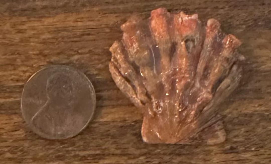 Multicolored Medium-small Lion's Paw Shell - Etsy