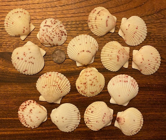15 Large White Scallop Shells With Red Dots - Etsy