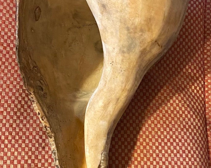 A Large Lightning Whelk Shell - Etsy