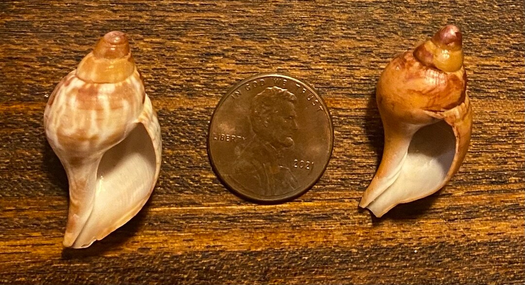 Two Small True Tulip Shells - Etsy