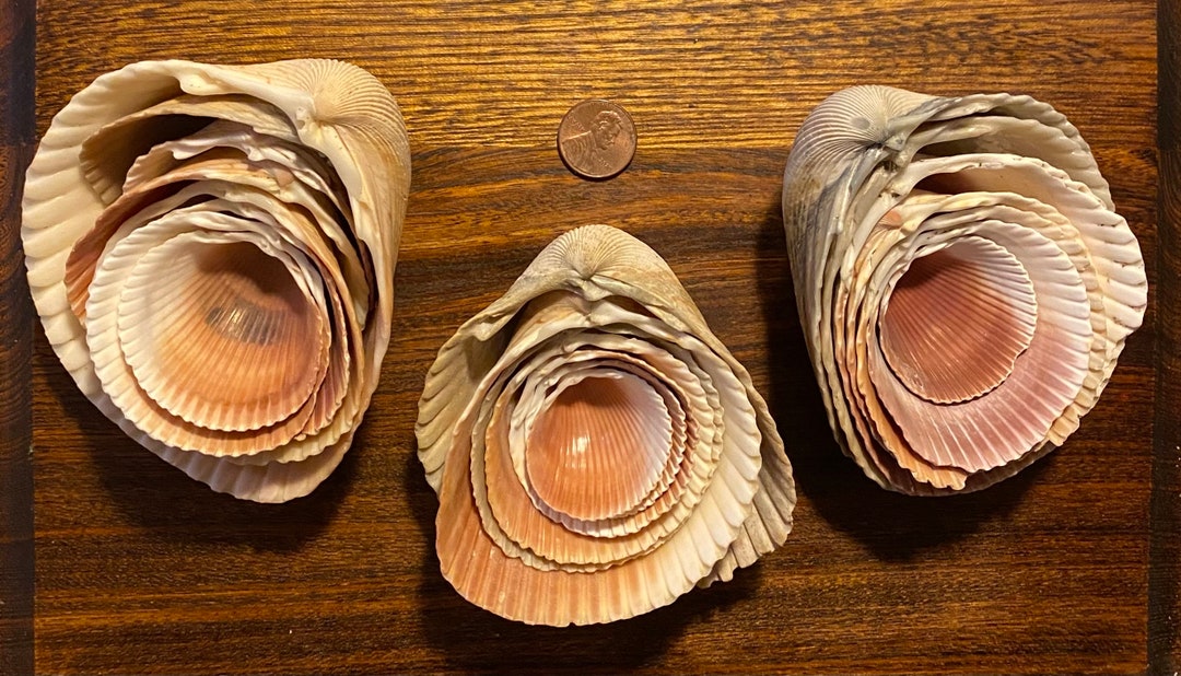Three Sets of Giant Cockle Shells (21 Shells- 7 per Set) - Etsy