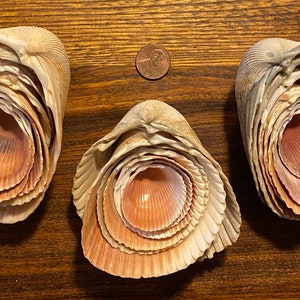 Three Sets of Giant Cockle Shells (21 Shells- 7 per Set) - Etsy