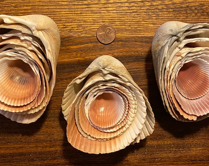 Three Sets of Giant Cockle Shells (21 Shells- 7 per Set) - Etsy