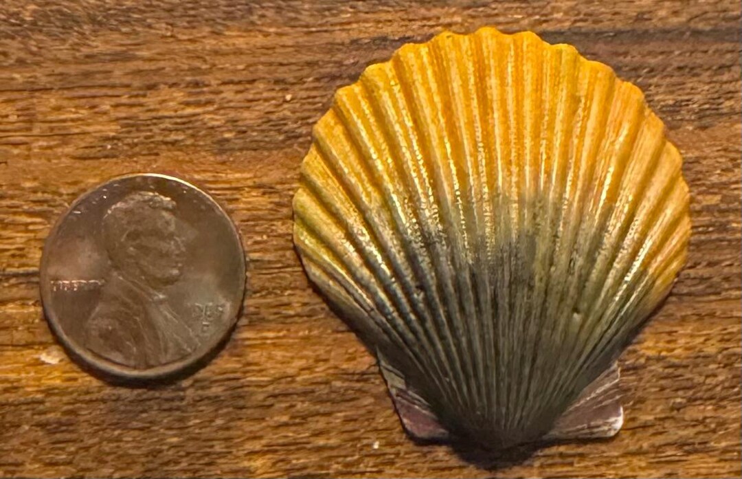 A Two-tone Medium Scallop Shell - Etsy