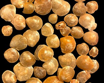 Jingle Shells | Etsy