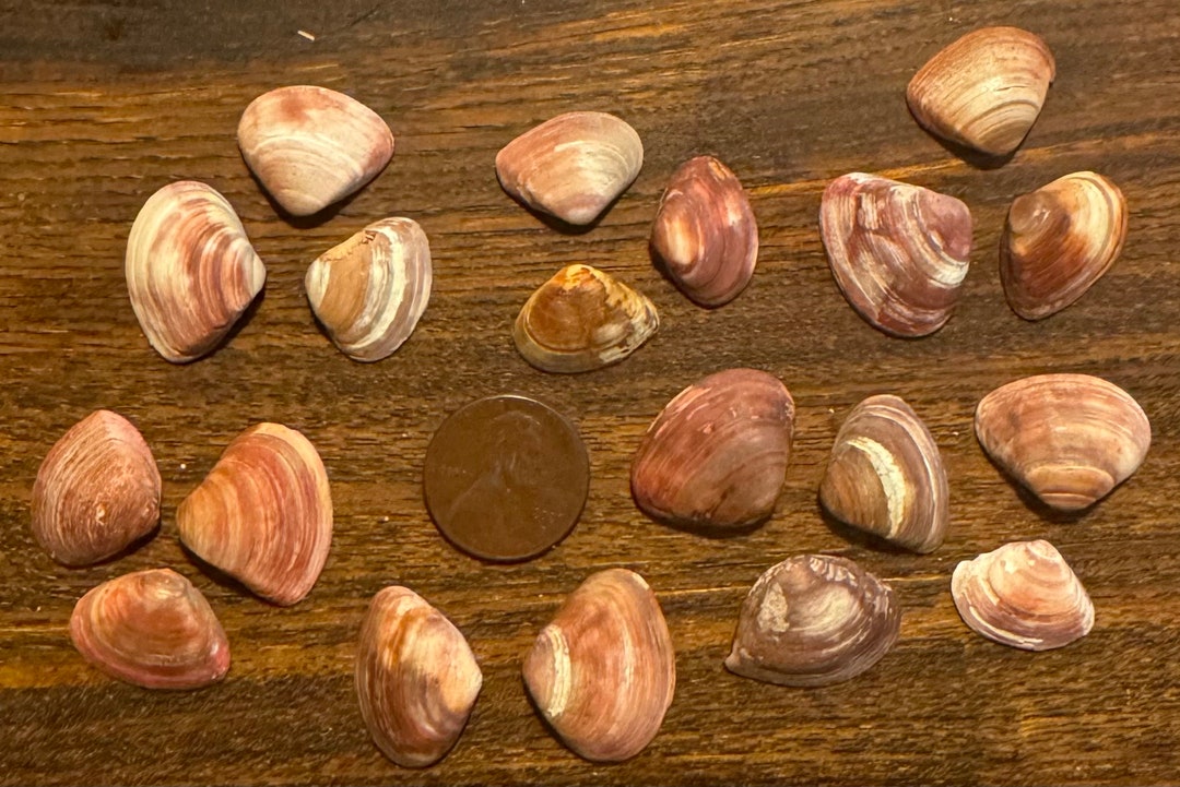 19 Red-stained Million-year-old Dwarf Surf Shells - Etsy