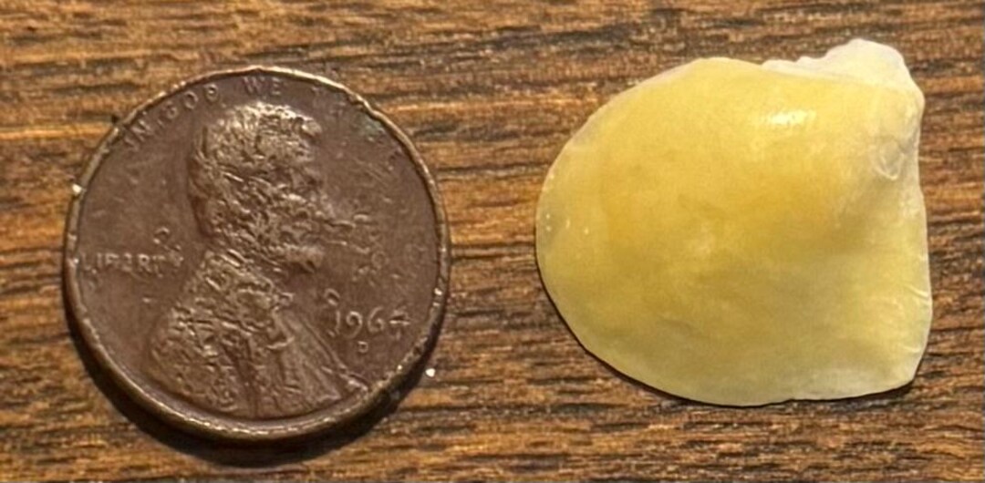 A Small Gold Winged Oyster Shell - Etsy