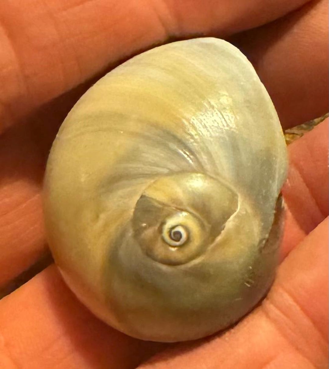 A Medium Marble-swirl Shark Eye - Etsy
