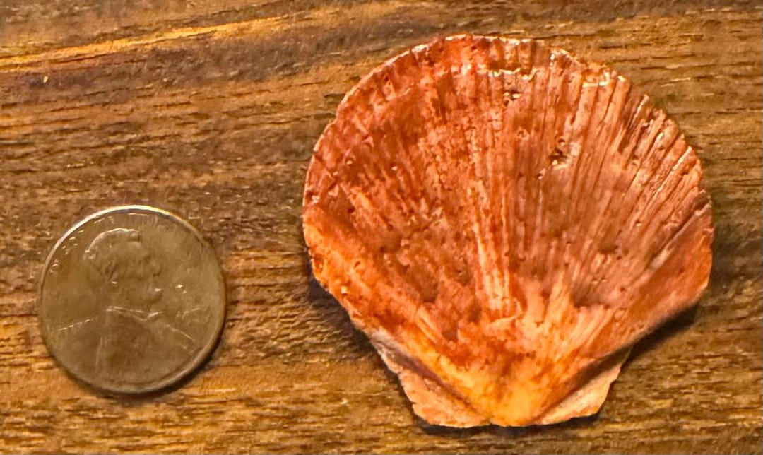 A Maroon Flat Scallop Shell - Etsy