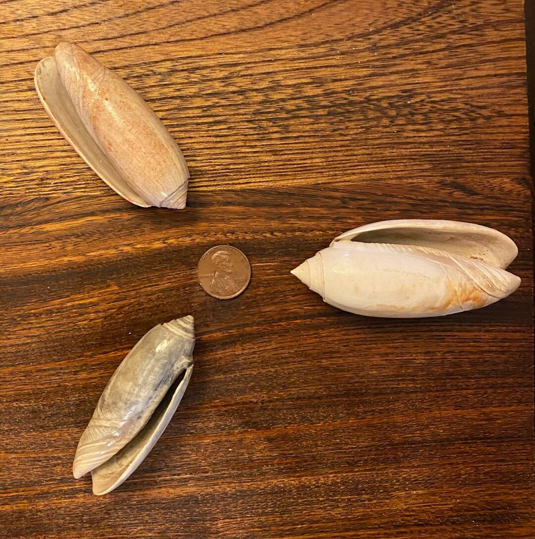 Three Large Archaic Lettered Olive Shells - Etsy