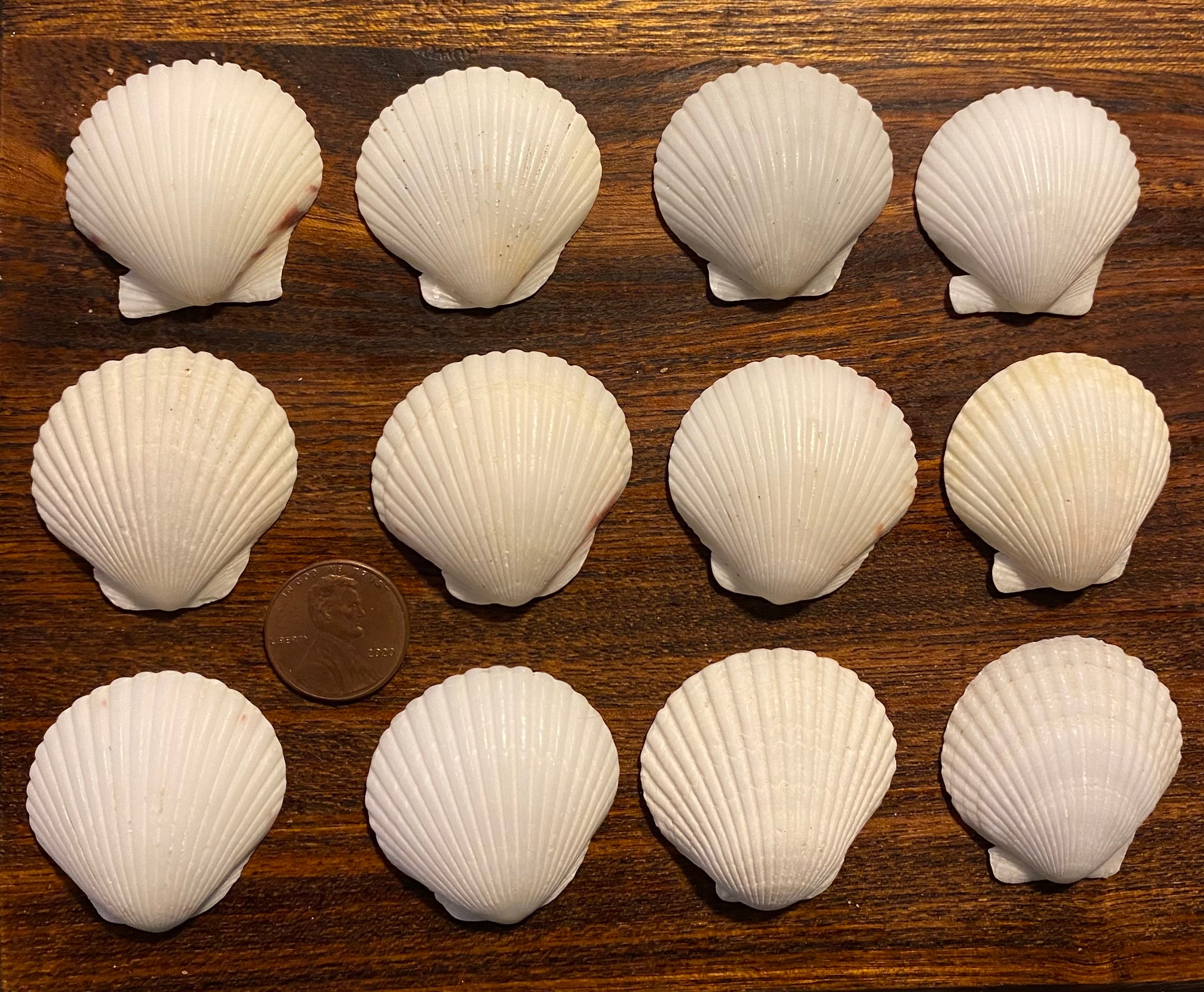 Twelve Medium-large White Scallop Shells - Etsy