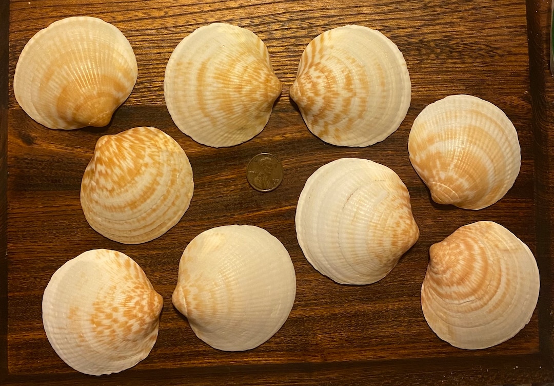 Nine Large Giant Bittersweet Shells - Etsy
