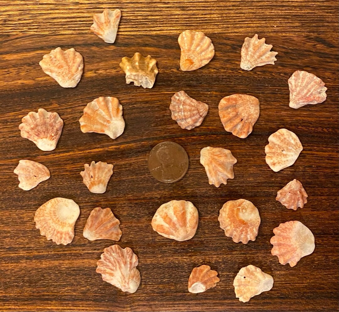 23 Select Rose Kitten's Paw Shells - Etsy