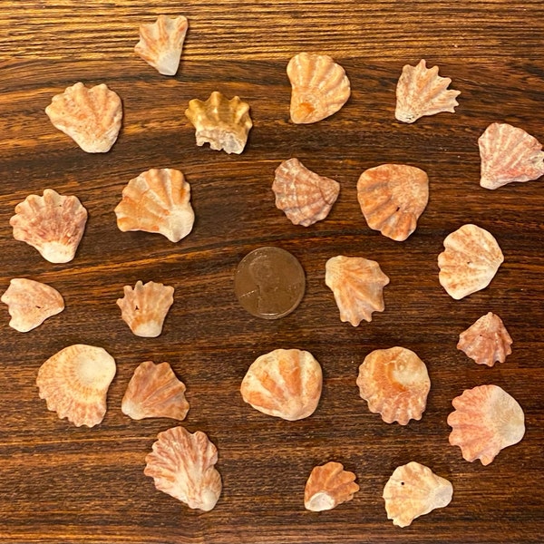 Kitten Paw Shells - Etsy